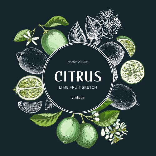 Citrus Fruit Vector Images (over 85,000)