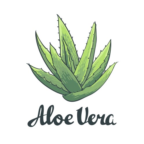 Aloe Vera Vector Images (over 7,400)