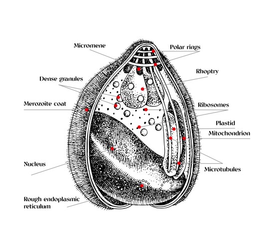 Paramecium caudatum hand drawn Royalty Free Vector Image