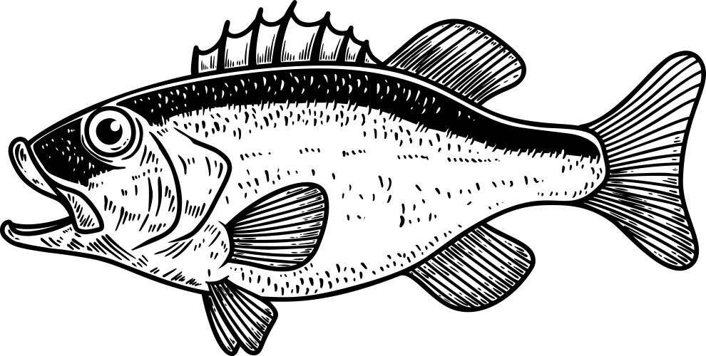 Sea bass fish Royalty Free Vector Image - VectorStock
