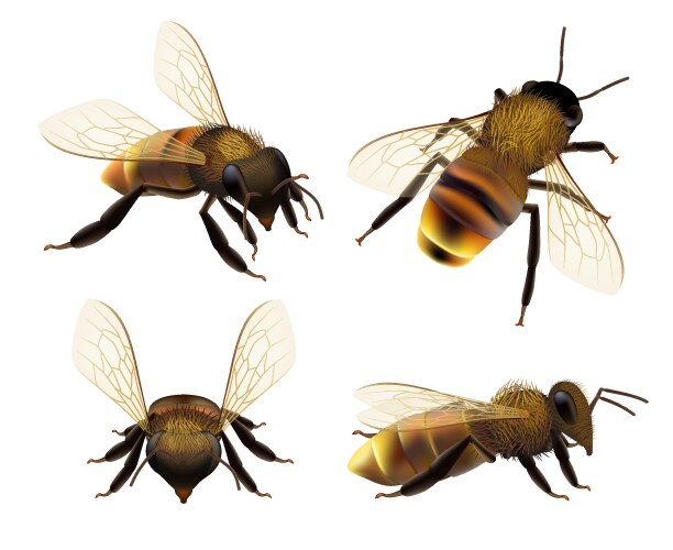 Honeybee Vector Images (over 17,000)