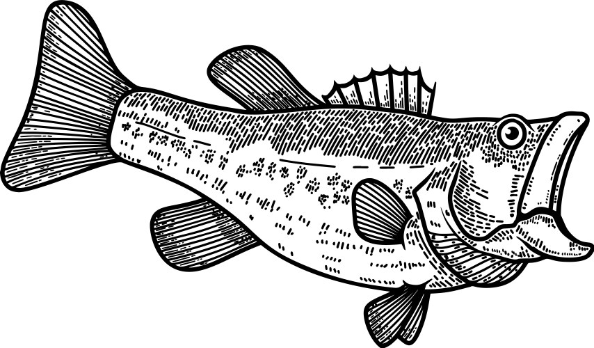 Smallmouth bass fish Royalty Free Vector Image