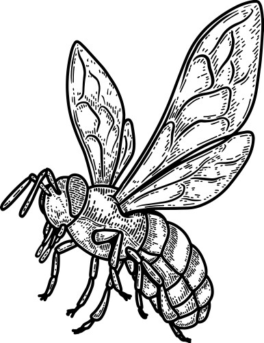 Bee Line Drawing Vector Images (over 6,000)