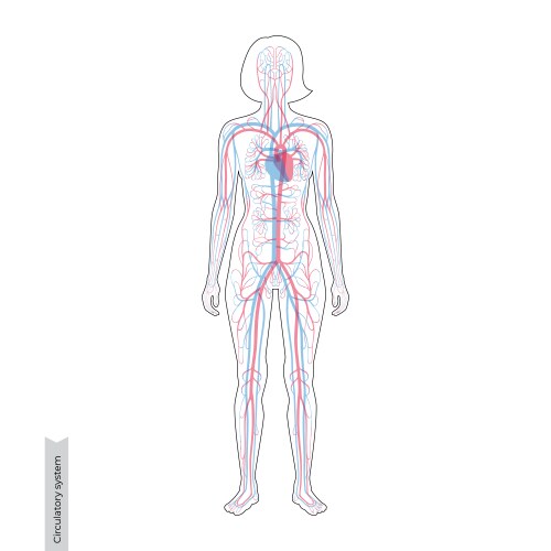 Human Circulatory System Diagram Royalty Free Vector Image