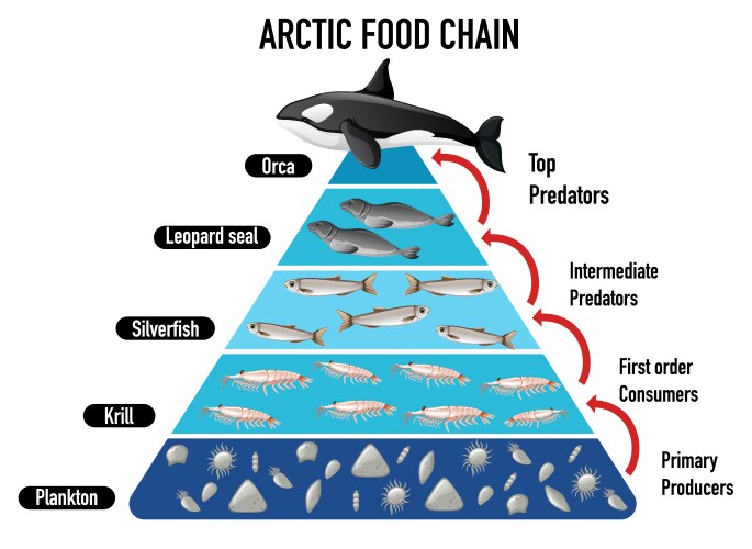 Arctic food chain diagram concept Royalty Free Vector Image