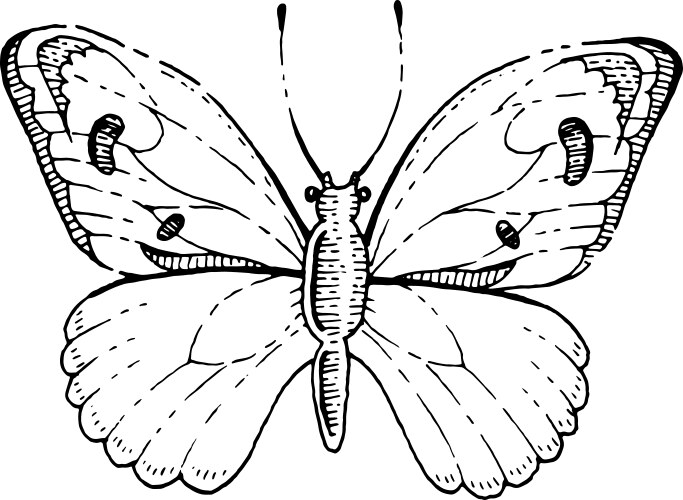 Butterfly drawing monarch vintage sketch Vector Image