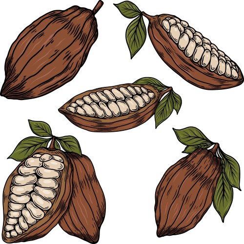 Cocoa frame superfood drawing template Royalty Free Vector