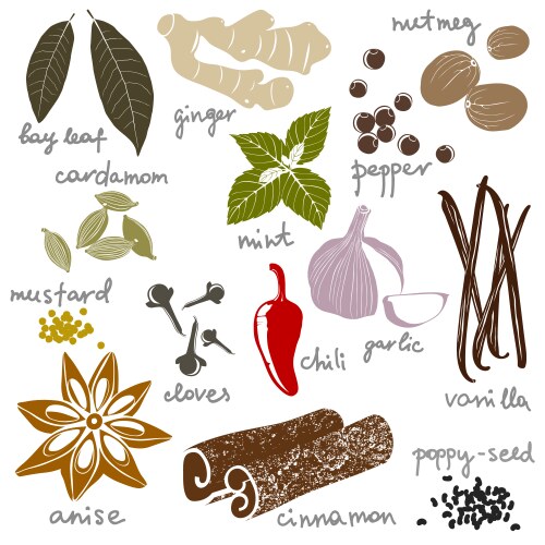 Spices Royalty Free Vector Image - VectorStock
