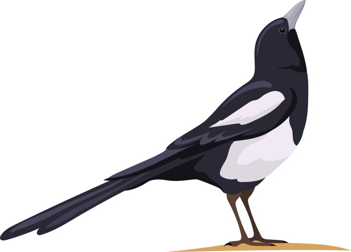 Cartoon Magpie Vector Images (over 640)