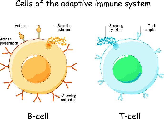 Immune system cell types cartoon macrophage Vector Image