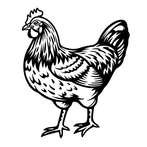 Hen Vector Images (over 43,000)