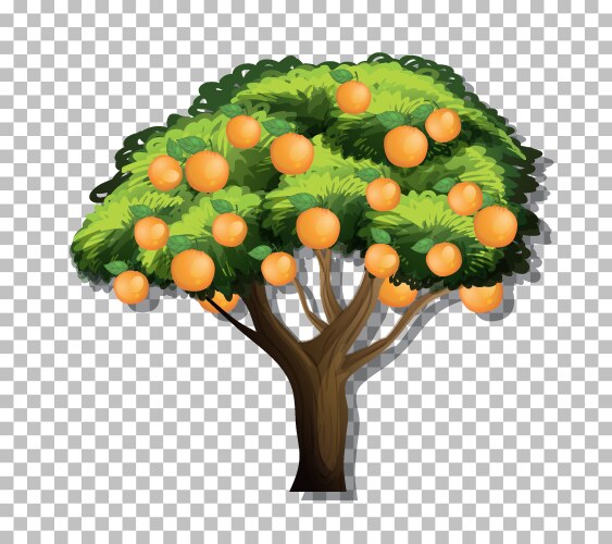 Orange tree on transparent background Royalty Free Vector