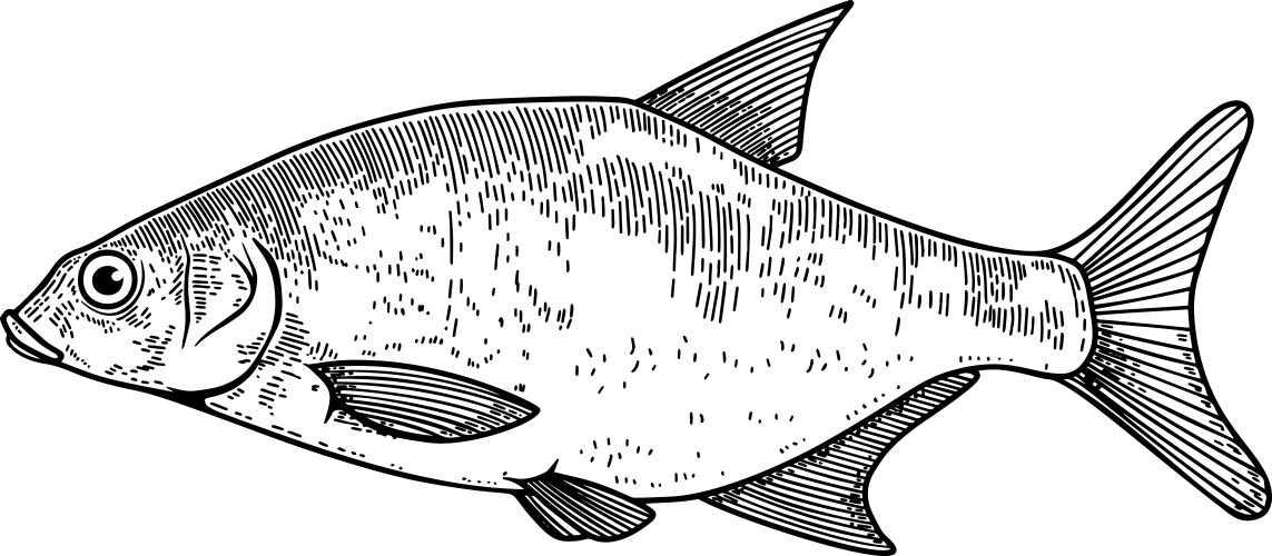 Gilt-head bream fish Royalty Free Vector Image