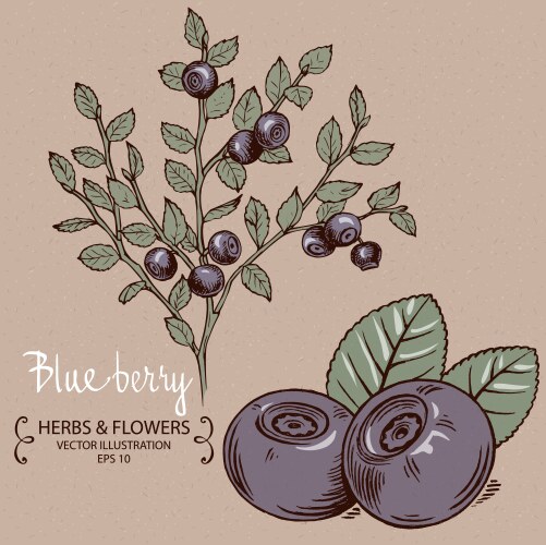 Blueberry Vector Images (over 30,000)