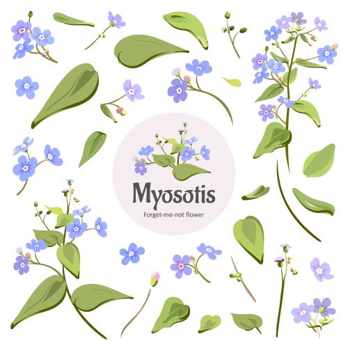 Forget Me not Vector Images (over 2,300)