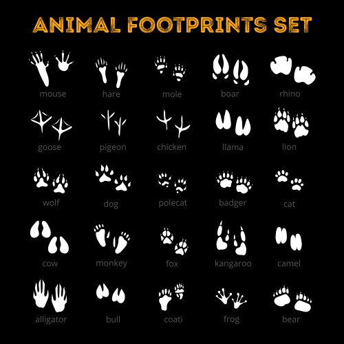 Animal Footprint Collection Royalty Free Vector Image