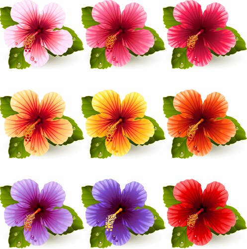 Hibiscus Vector Images (over 27,000)