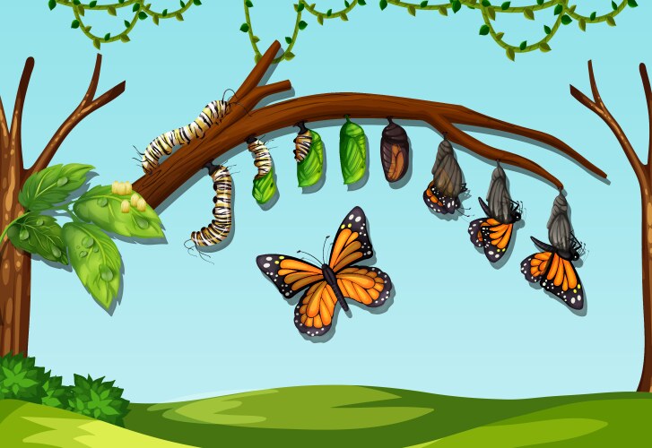 Butterfly life cycle stages Royalty Free Vector Image