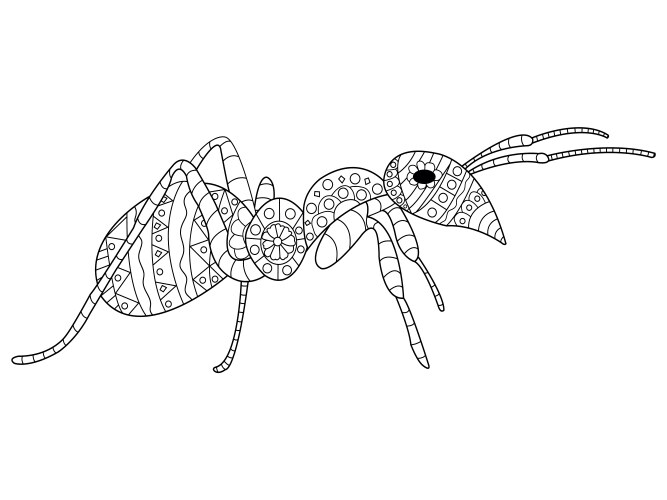 Mantis coloring for adults Royalty Free Vector Image