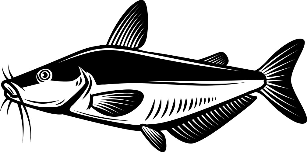 Redtail catfish Royalty Free Vector Image - VectorStock