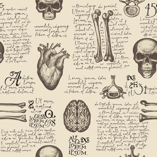 Anatomy seamless pattern with human skulls Vector Image