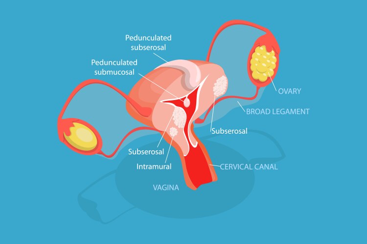 Genitalia Vector Images (over 800)
