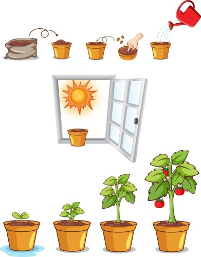 Diagram of plant growth stages Royalty Free Vector Image