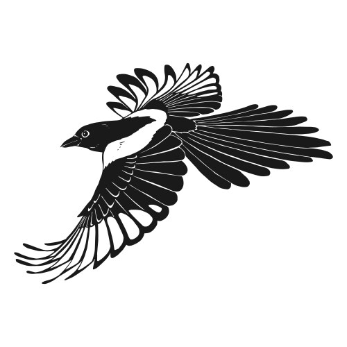 Magpie Vector Images (over 1,400)