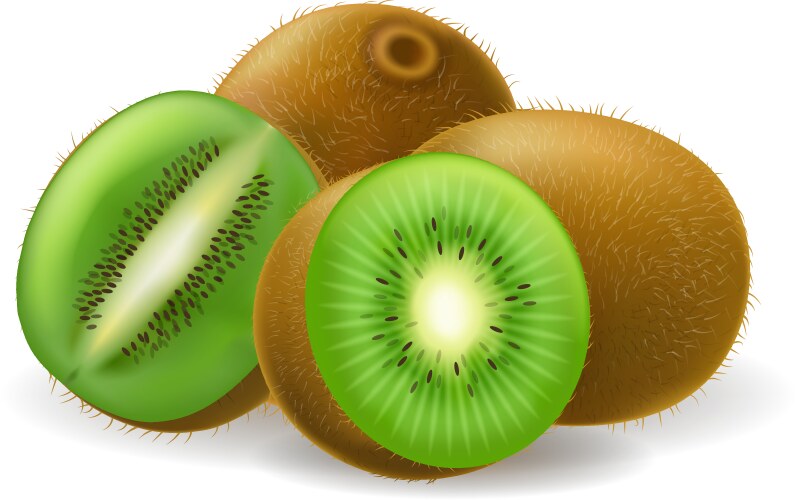 Kiwi fruit Royalty Free Vector Image - VectorStock