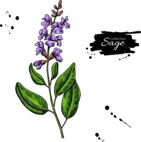 Sage isolated Royalty Free Vector Image - VectorStock