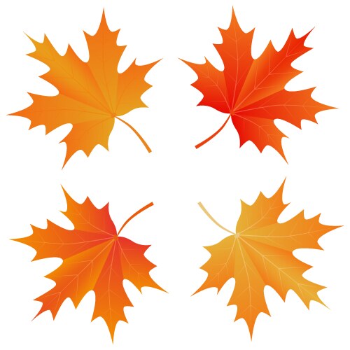 Set of realistic maple leaves Royalty Free Vector Image