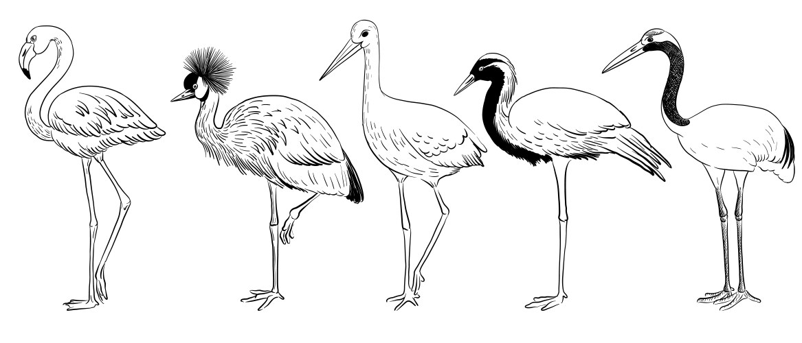 Stork Bird Drawing Stork Bird Illustration Graphics | Motion Array