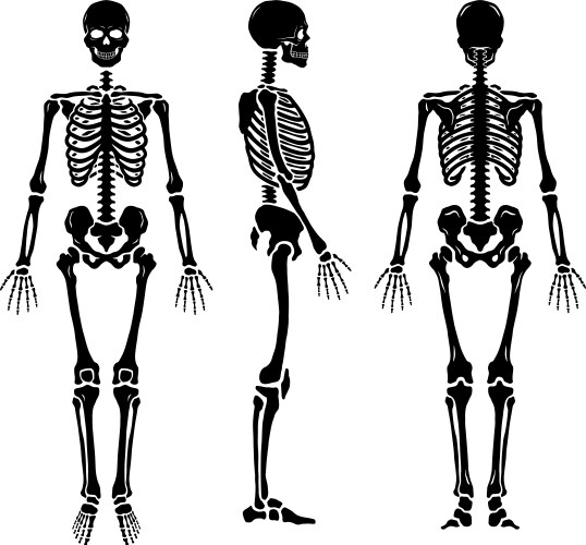Skeleton Vector Images (over 160,000)