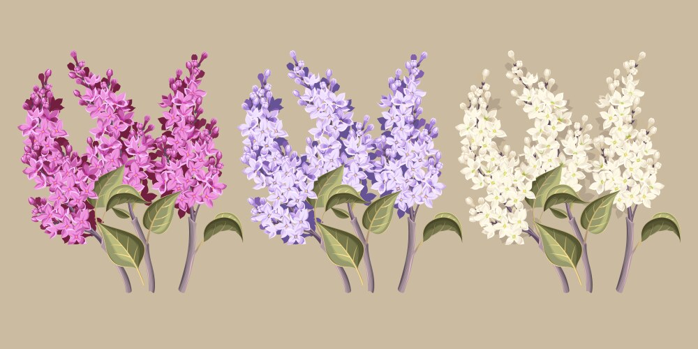 Lilac Vector Images (over 32,000)