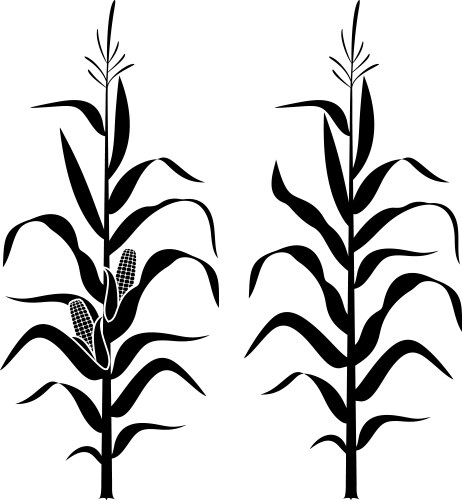 Corn stalk Royalty Free Vector Image - VectorStock