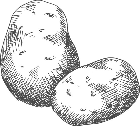 Exotic vegetables beans and tubers sketches Vector Image