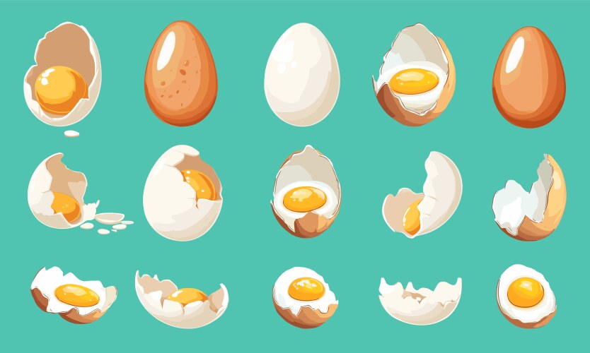 Fresh chicken eggs Royalty Free Vector Image - VectorStock