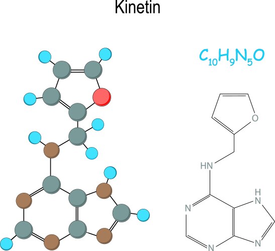 Structural chemical formula and model of glucose Vector Image