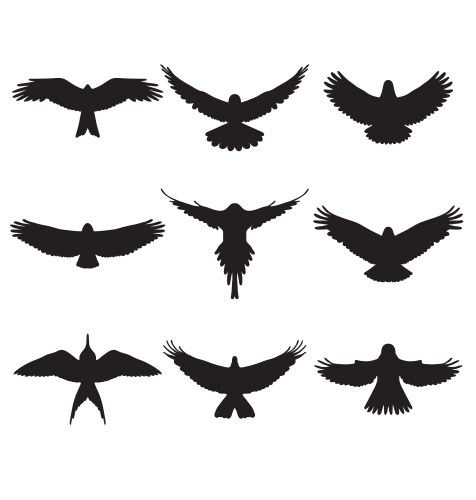 Birds Vector Images (over 550,000)