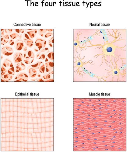 Muscle tissue seamless pattern Royalty Free Vector Image