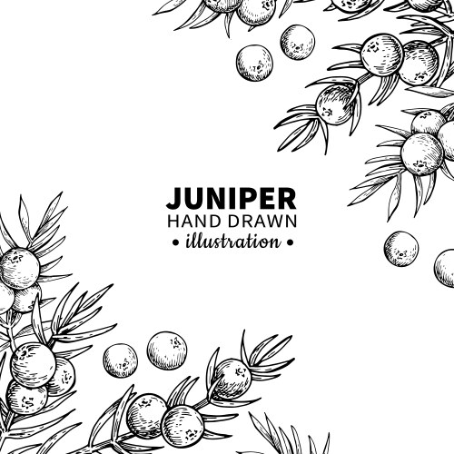 Juniper drawing isolated vintage Royalty Free Vector Image