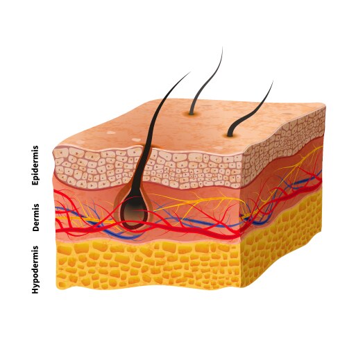 Detailed human skin structure with hair medical Vector Image
