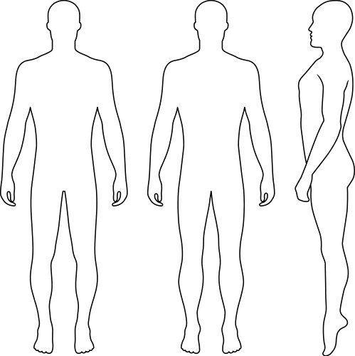 Body Outline Front Back Vector Images (over 9,300)