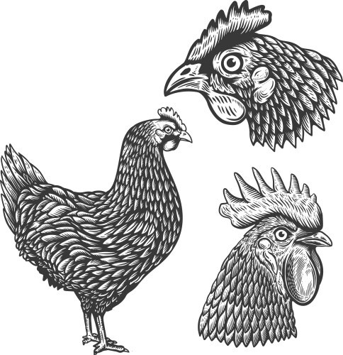 Chickens Vector Images (over 220,000)