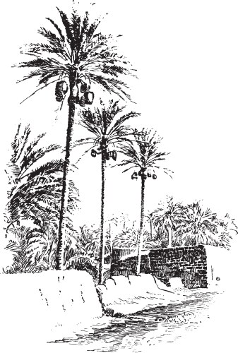 Date Tree Vector Images (over 13,000)