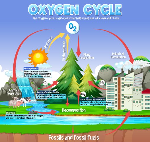 Photosynthesis diagram background Royalty Free Vector Image