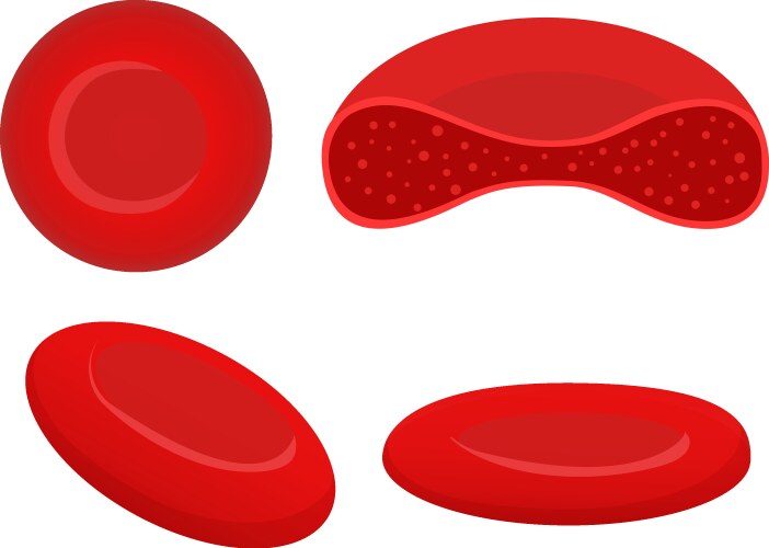 Hemoglobin Structure Diagram Royalty Free Vector Vectorstock