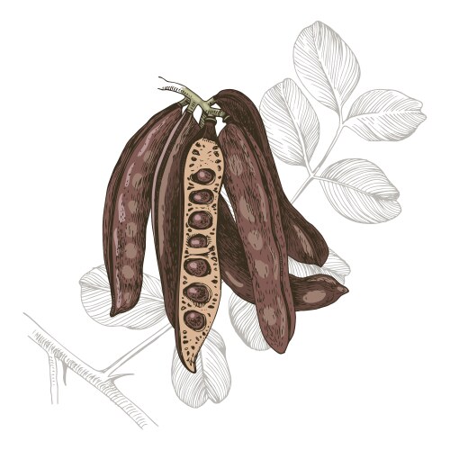 Hand drawn carob pods seeds and leaves Royalty Free Vector