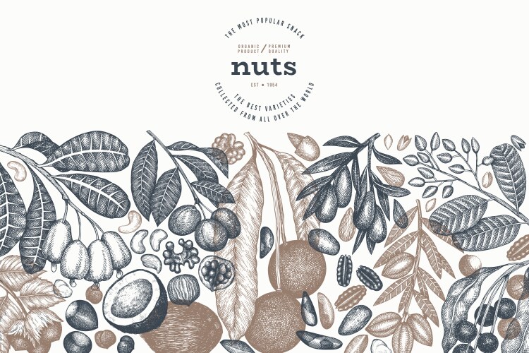 Hand drawn nuts branch and kernels template Vector Image