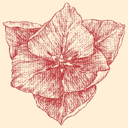 Single Tulip Vector Images (over 1,400)